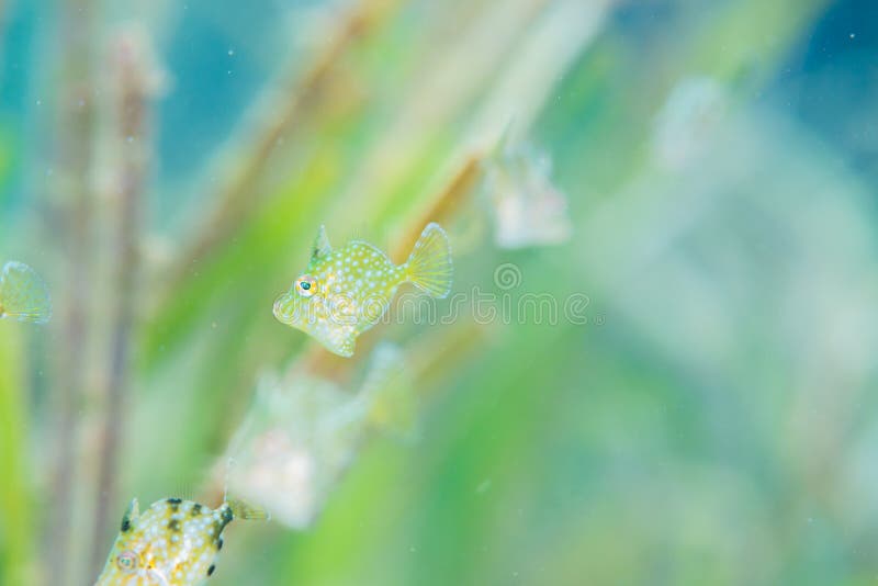 Whitespoted pygmy filefish stock photo. Image of caribbean - 78098306