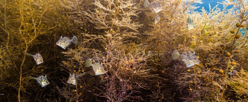 Whitespoted pygmy filefish stock photo. Image of reptile - 78098406