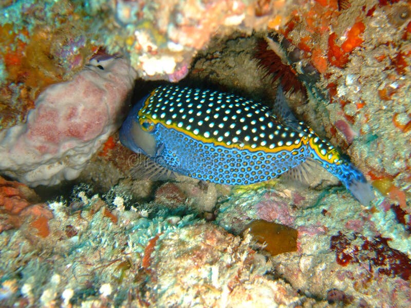 Spotted boxfish stock photo. Image of reef, diving, coral - 20526700