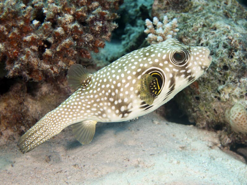 Whitespotted puffer stock image. Image of fish, reef - 31414509