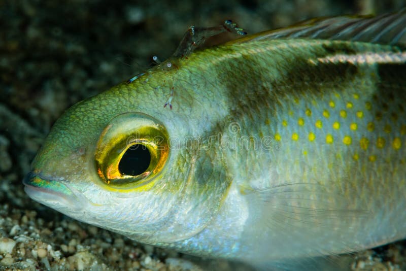 Whitestreak Monocle Bream Fish with Shrimp Stock Photo - Image of macro ...