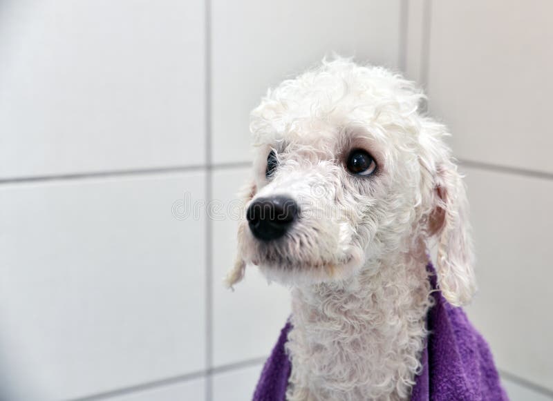 Whitet poodle after a bath stock photo. Image of beauty - 63475912