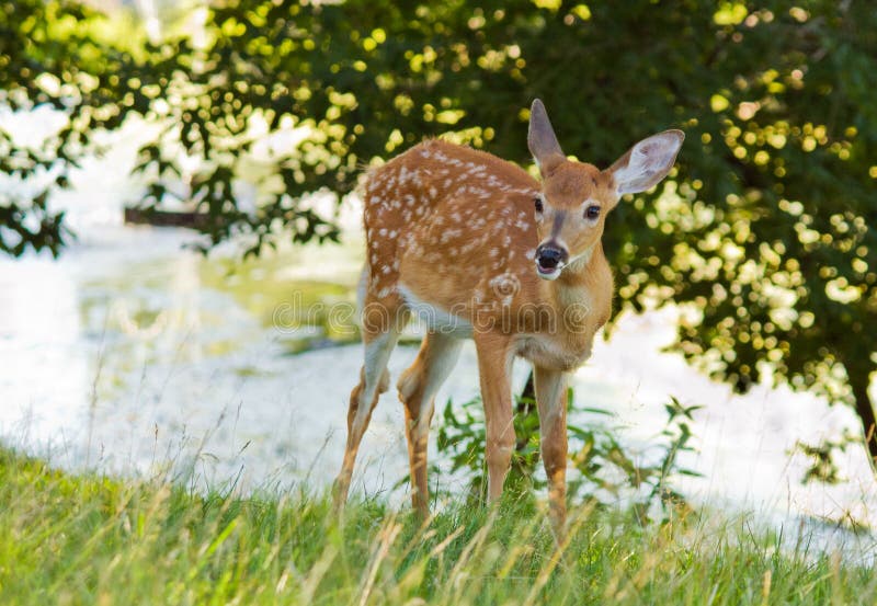 Whitetail baby stock photo. Image of tail, outdoors, fawn - 26243154