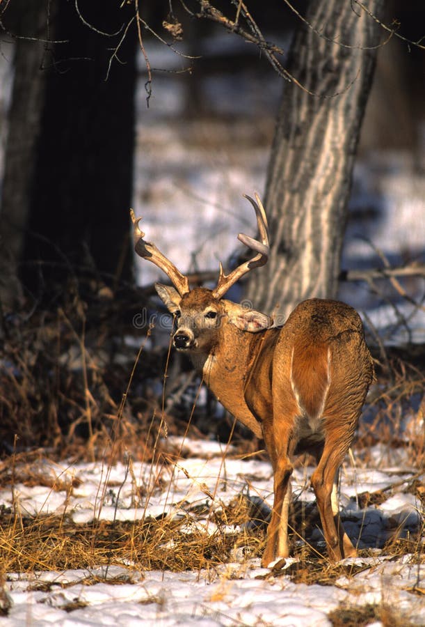 Whitetail Buck in Swamp stock photo. Image of wildlife - 14342138