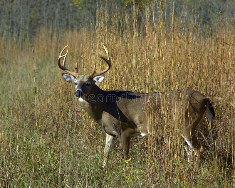 Whitetail Buck stock image. Image of outdoors, wildlife - 1335831