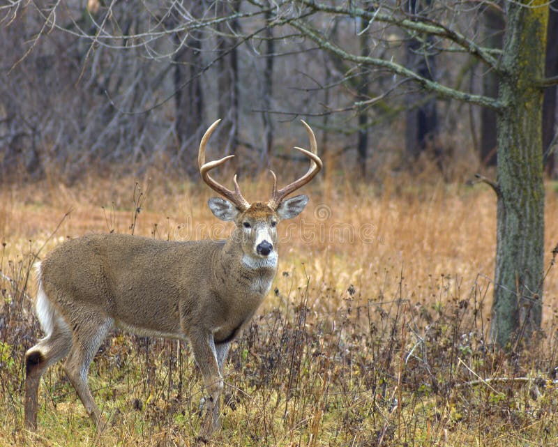 Whitetail Buck stock photo. Image of nature, stag, buck - 1506922