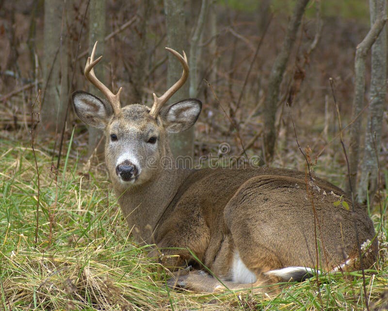 Bedded Whitetail Deer Fawn stock photo. Image of wildlife - 34000148