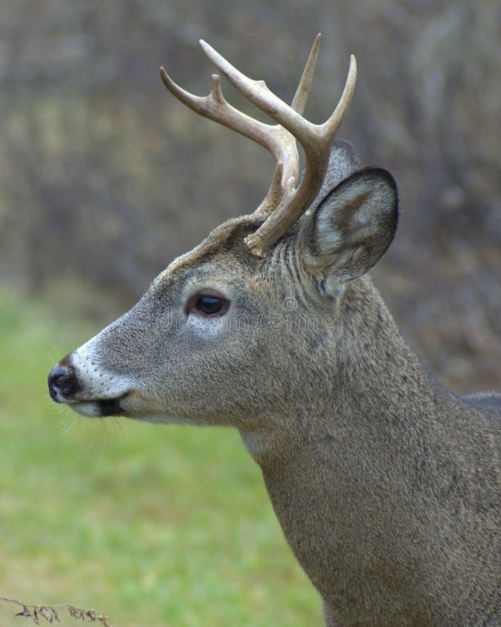 Whitetail Buck stock photo. Image of nature, stag, buck - 1506922