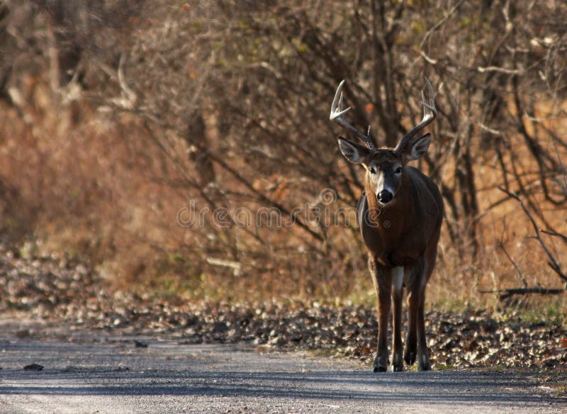 Deer Crossing stock photo. Image of animals, legged, mammals - 56293066