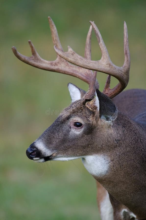 Portrait of a Whitetail Buck Stock Image - Image of deer, great: 11356721