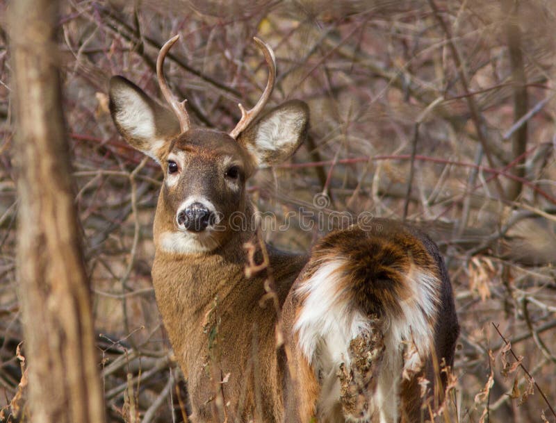 Spike Whitetail Buck stock photo. Image of woods, wildlife - 12232322