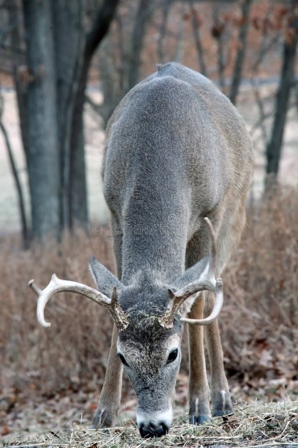 Whitetail deer stock image. Image of stag, trees, animal - 35329635
