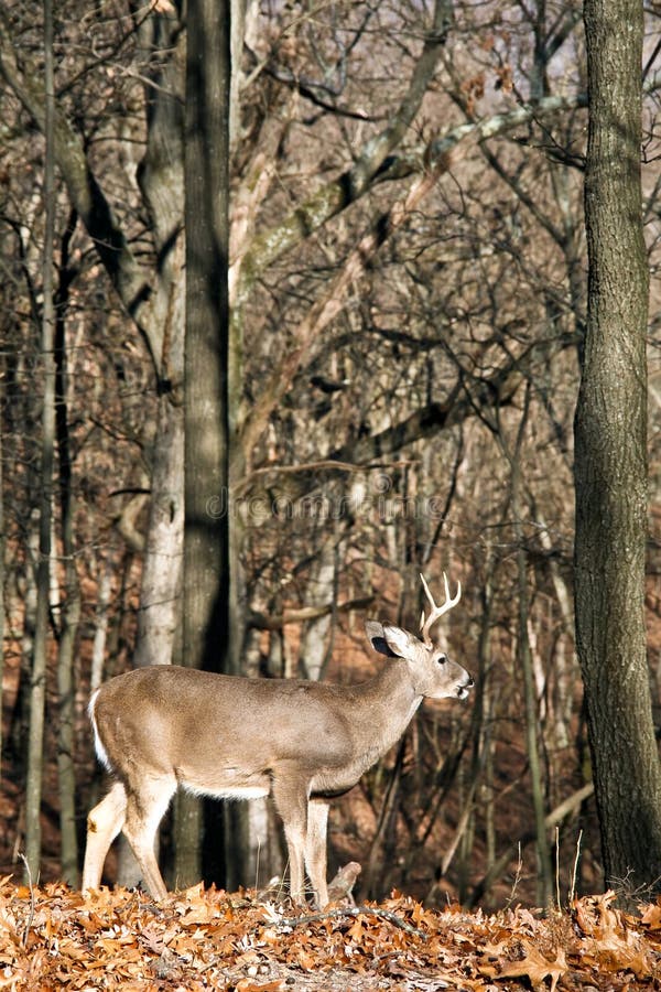 Whitetail Buck Picture. Image: 7889157