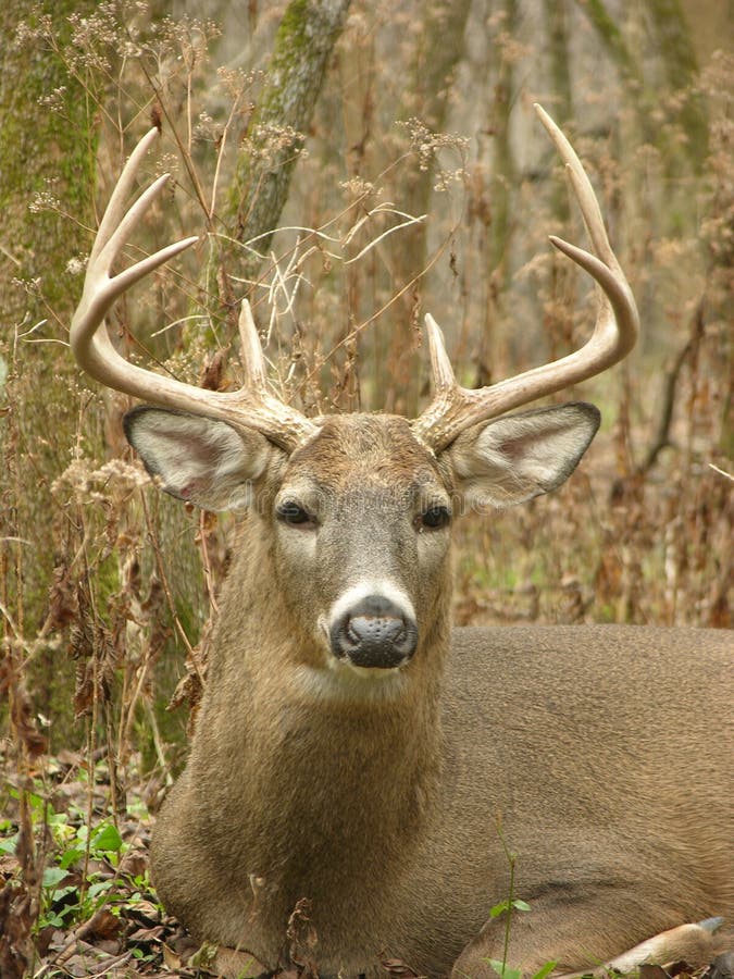 8 Point Whitetail Buck Stock Photos - Free & Royalty-Free Stock Photos ...