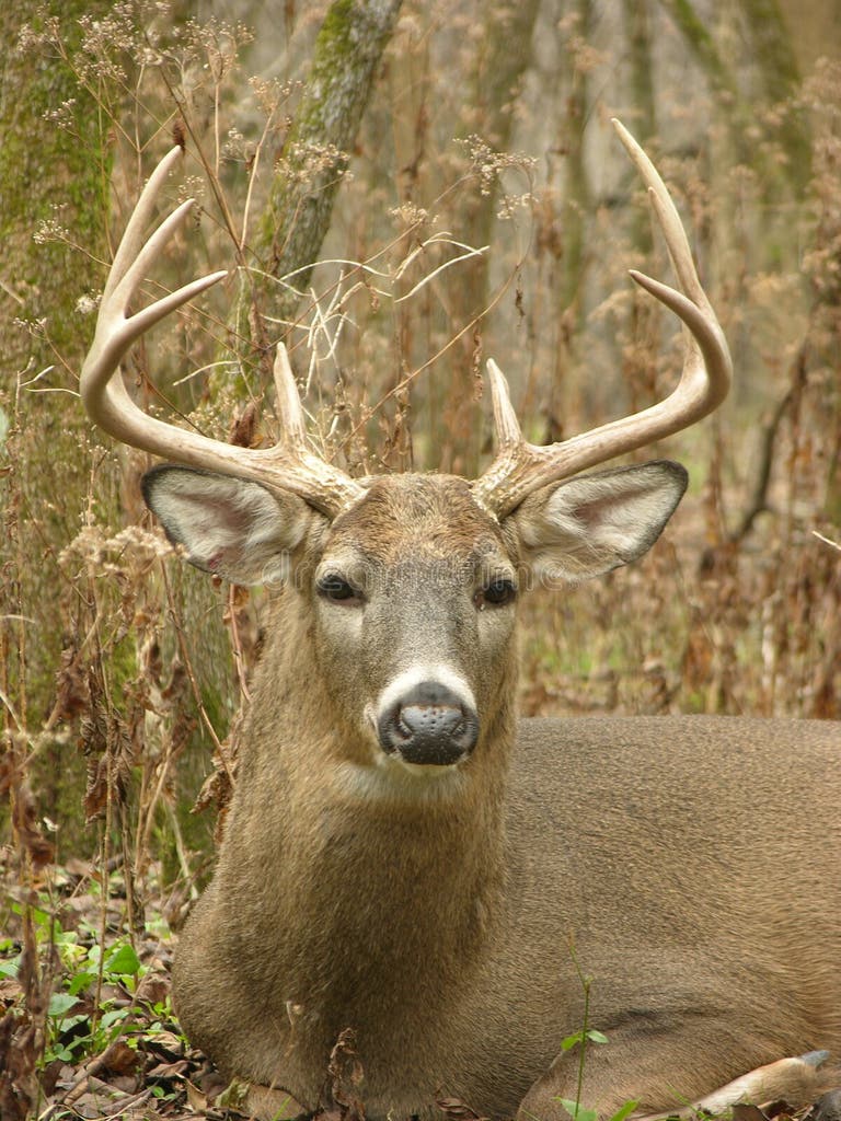 2,704 Whitetail Buck Head Stock Photos - Free & Royalty-Free Stock ...