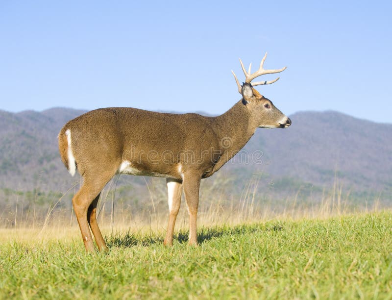 10 point buck stock photo. Image of adult, forests, fauna - 22069892