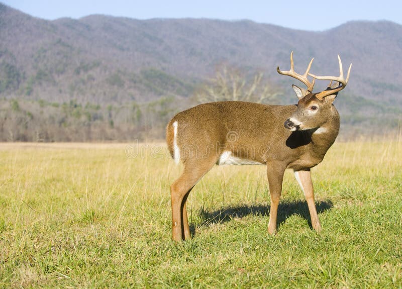 Whitetail Deer Buck Profile Stock Image - Image of rack, park: 523957