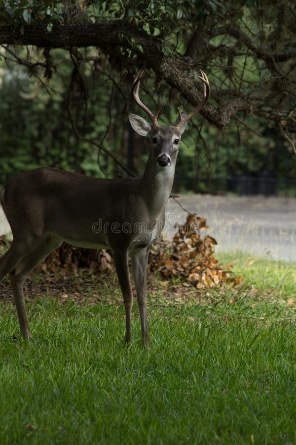 Whitetail Buck stock photo. Image of staring, broadside - 79632022