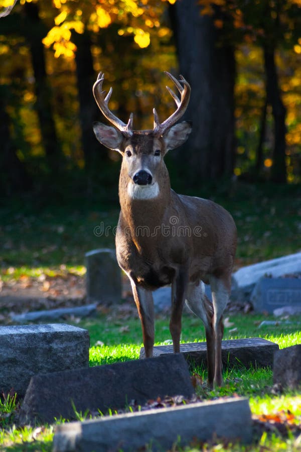 Whitetail Buck in a Cemetery during Autumn Stock Image - Image of fall ...