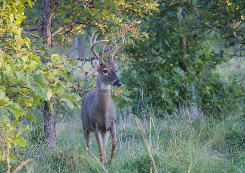 Whitetail Buck Checking Things Out Stock Photo - Image of deer, buck ...