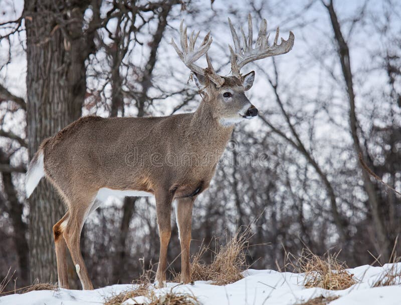 8 Point Rack Whitetail Buck in the Snow Stock Photo - Image of woods ...