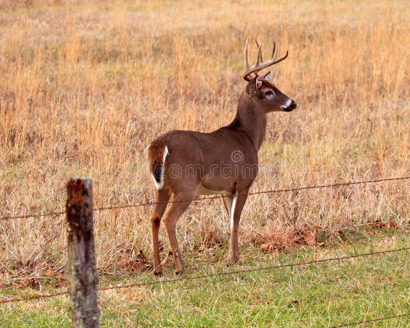8 Point Whitetail Buck Stock Photos - Download 599 Royalty Free Photos