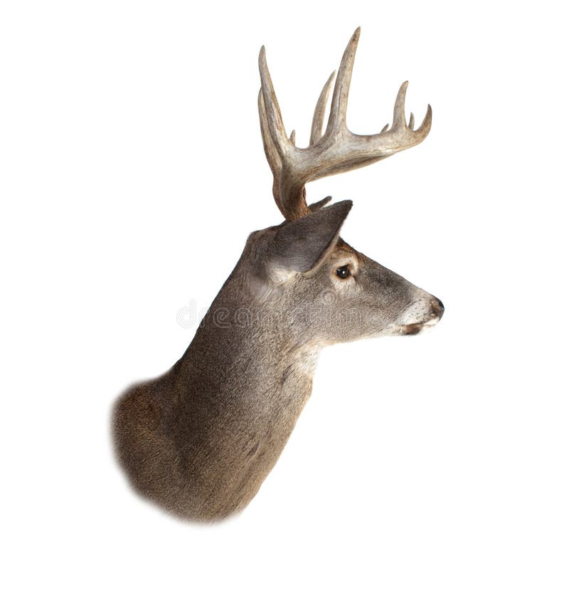 Whitetail Buck Deer Head Profile Stock Photo - Image of male, interior ... Whitetail Buck Deer Head Profile Stock Photo - Image of male, interior ...
