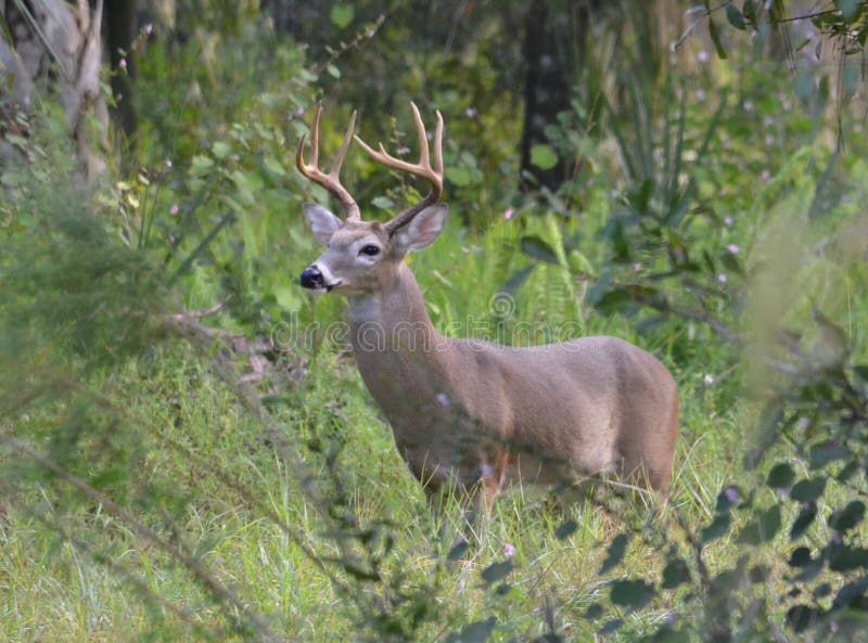 Whitetail Buck Deer 7 Point Stock Photo - Image of tail, whitetail ...