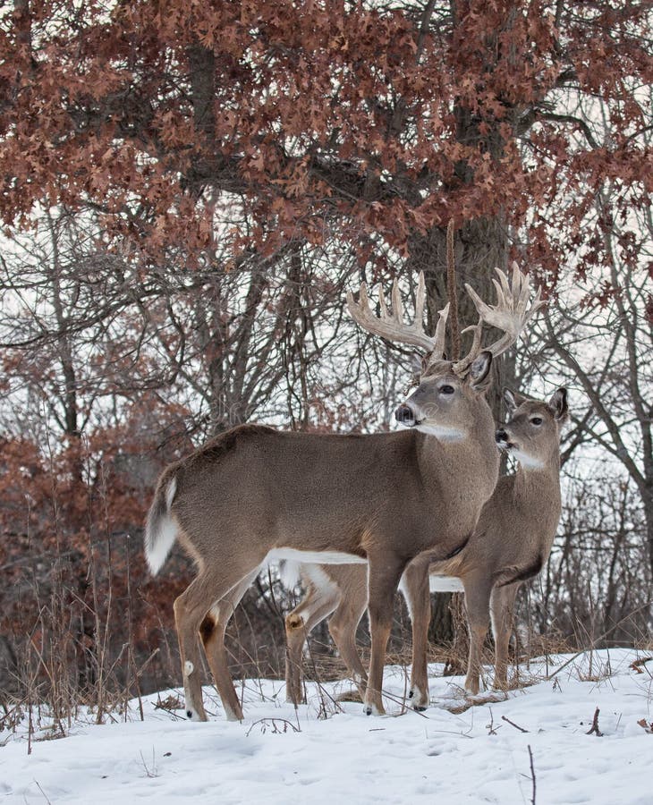 Whitetail buck with doe stock image. Image of outdoors - 28959865