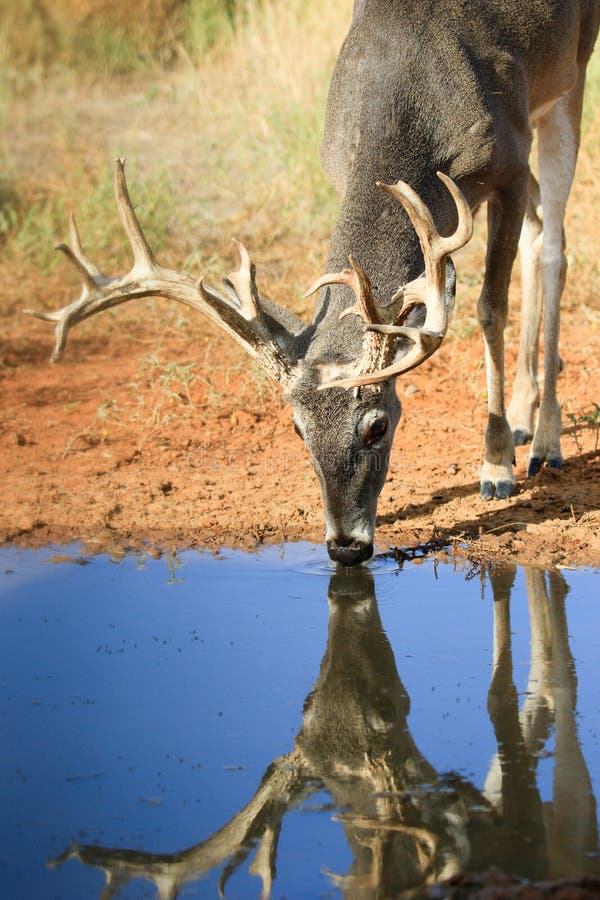 Whitetail Buck Drinking Water Stock Image - Image of antlers, bucks ...