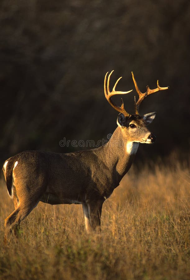 Whitetail Buck in Tall Grass Stock Image - Image of buck, nature: 12325131