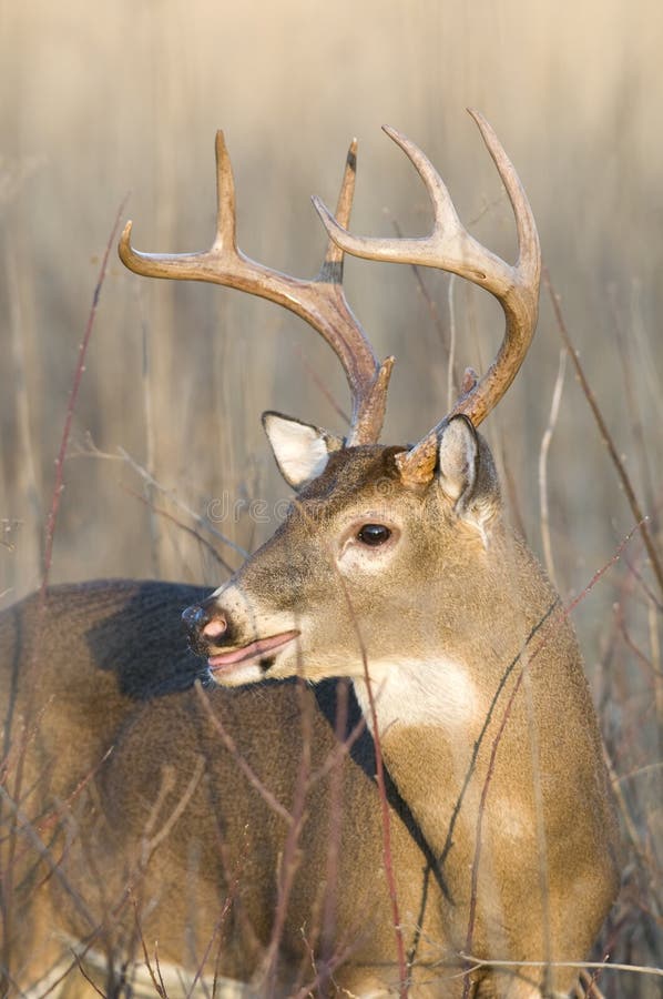 Whitetail Buck in Evening Light Stock Photo - Image of park, wildlife ...