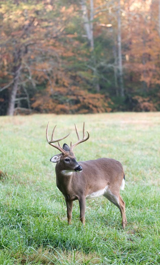 Whitetail Deer Buck stock image. Image of whitetail, animal - 34935111