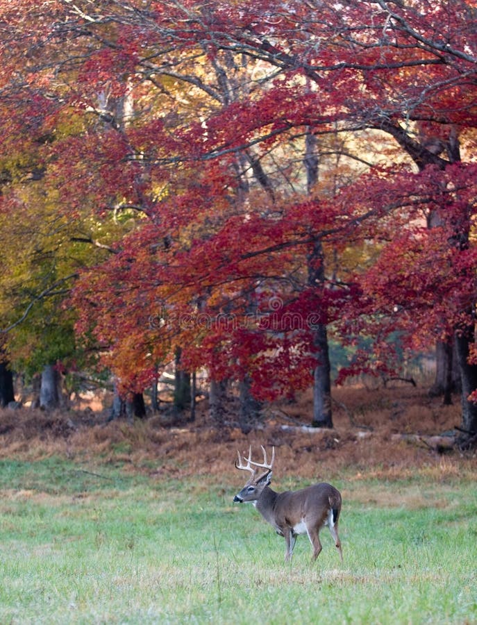 Whitetail Buck and Fall Colors Stock Image - Image of outdoors ...