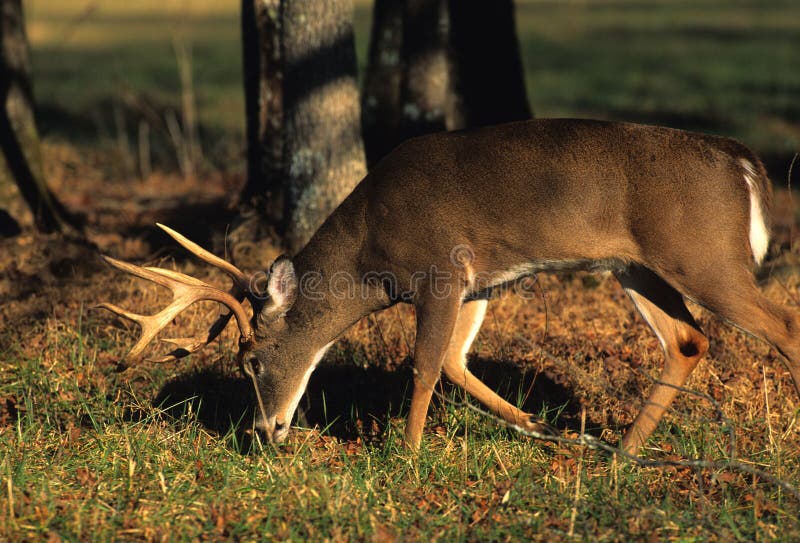 Whitetail Buck Licking a Branch Stock Photo - Image of deer, nature ...