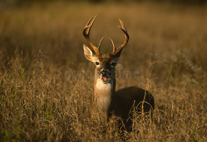 Whitetail Buck in Grass stock photo. Image of wildlife - 16530656