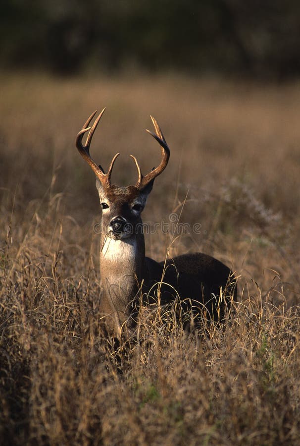 Whitetail buck in Grass stock photo. Image of mammal, hunting - 8829268
