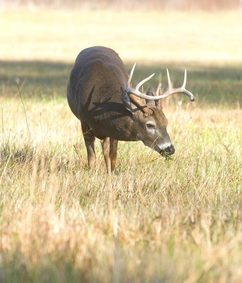 Whitetail buck grazing stock photo. Image of mammal, whitetail - 7489208