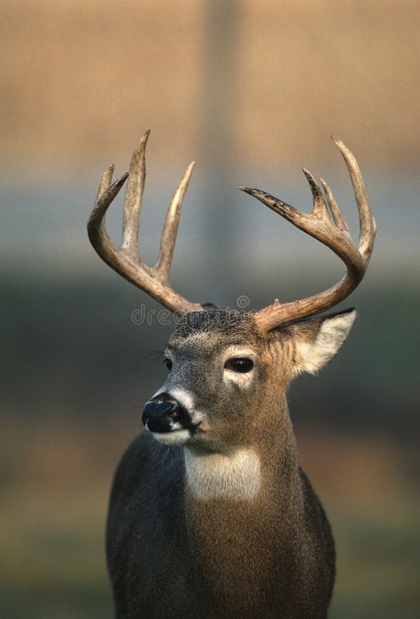 Whitetail Buck Head on stock photo. Image of hunting, animal - 9847036