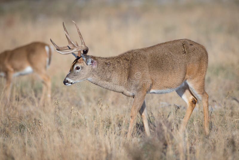Whitetail Buck with Injury Behind His Ear Stock Image - Image of ...
