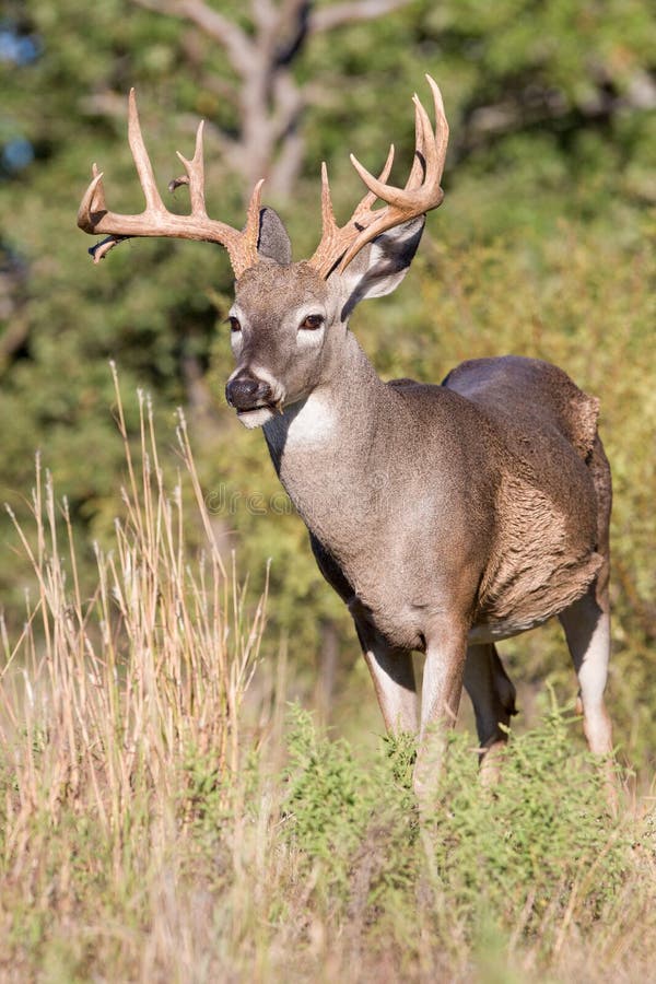 Golden Light on Nice Typical Whitetail Buck Stock Photo - Image of heat ...