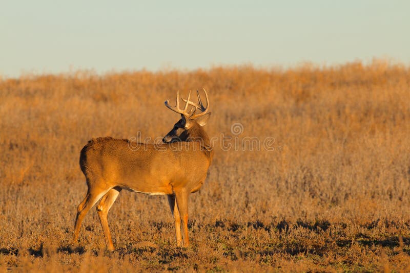 Red Fox Looking Back stock image. Image of mammal, foxes - 9152647