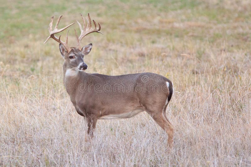 2+ Whitetail buck looking back Free Stock Photos - StockFreeImages