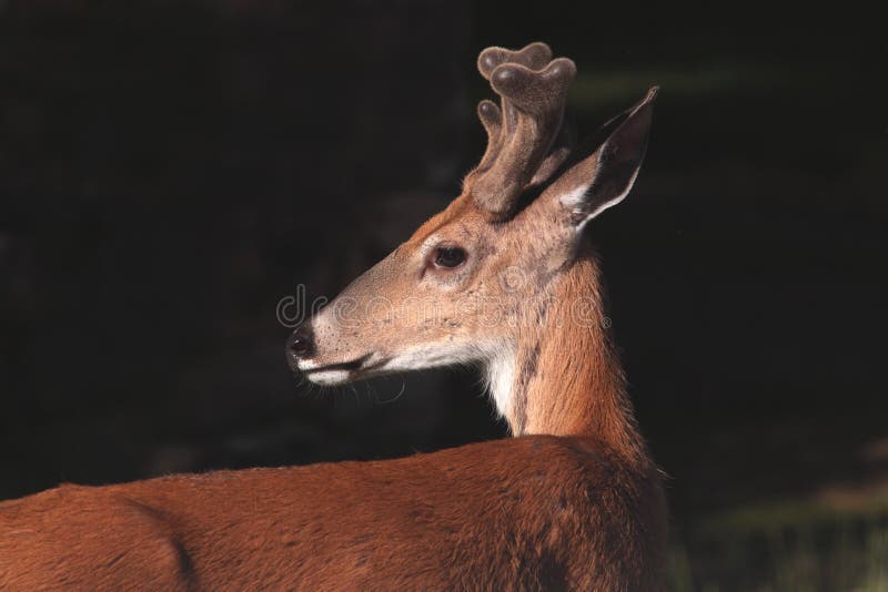 Whitetail Buck, Looking Left Stock Image - Image of growth, mammal ...