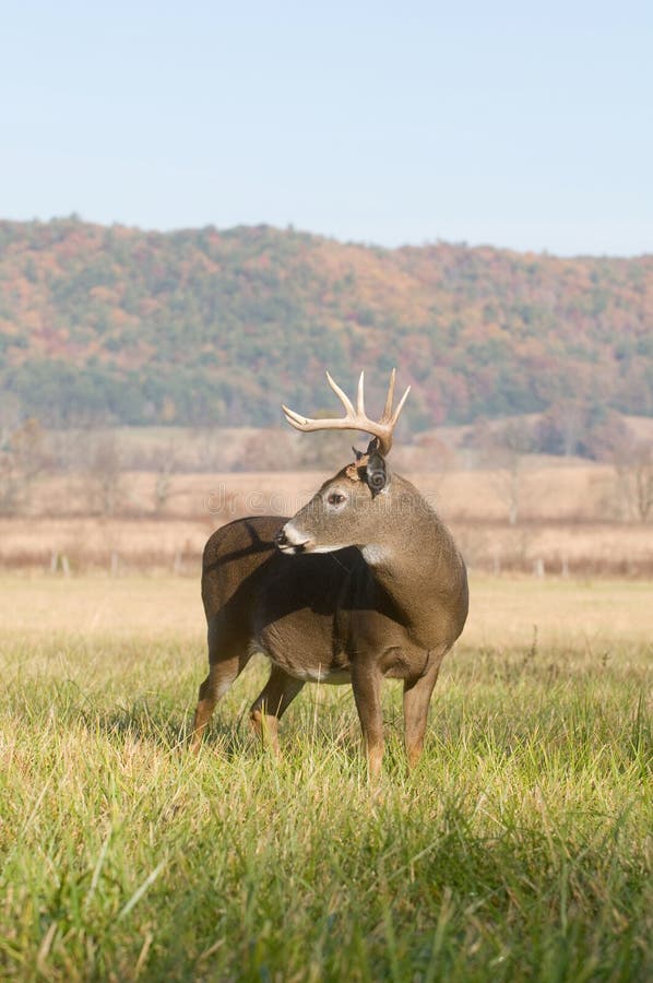 Whitetail buck portrait stock photo. Image of autumn, deer - 7328826