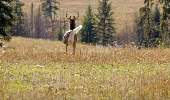 382 Whitetail Buck Running Stock Photos - Free & Royalty-Free Stock ...