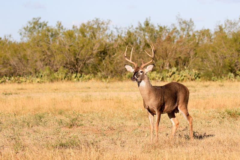 207 Whitetail Deer Buck Tall Rack Stock Photos - Free & Royalty-Free ...
