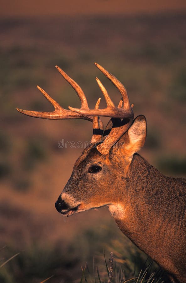Whitetail Buck Portrait stock photo. Image of forest - 10767048