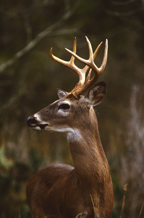 Yong Deer Head Portrait Closeup Zoo Outdoor. Rear View. Stock Image ...