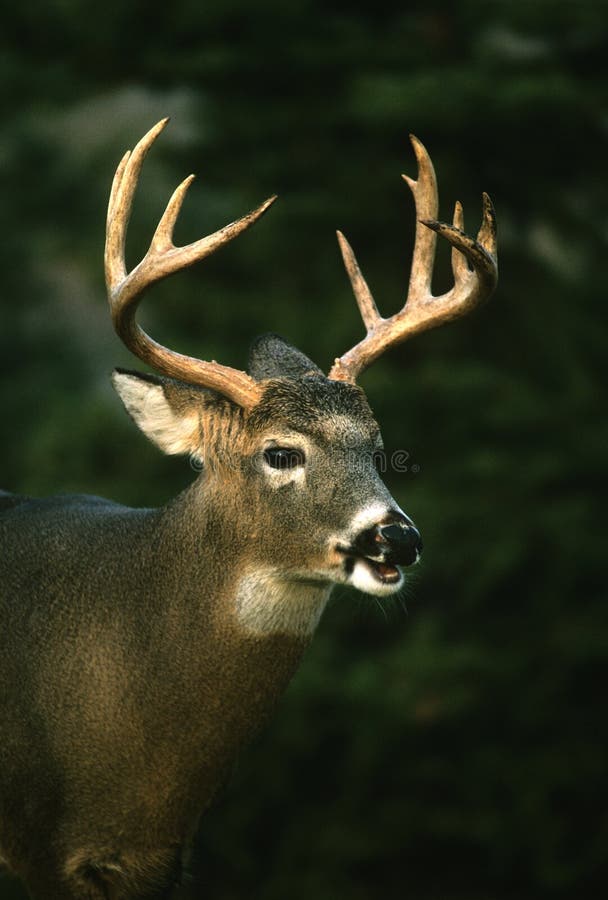 Whitetail Buck Portrait stock image. Image of antlers - 16471799